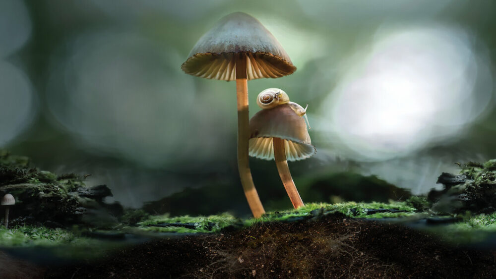 Magic Mushrooms documentaries: 11 Must-See Docus Right Now
