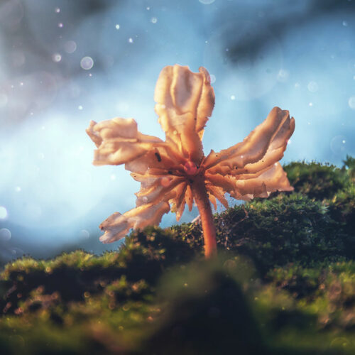 The Psilocybin Mushroom Ceremony explained • Secrets and history